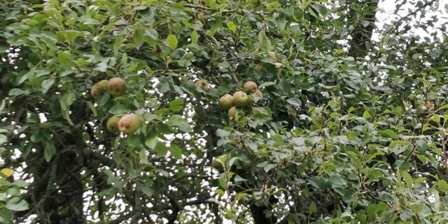 Sitlakhet, Almora - Trekking At Shitlakhet Uttarakhand, India