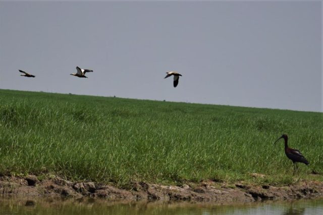 Serene Mangalajodi Bird Sanctuary, Odisha, India | Travel Insights ...