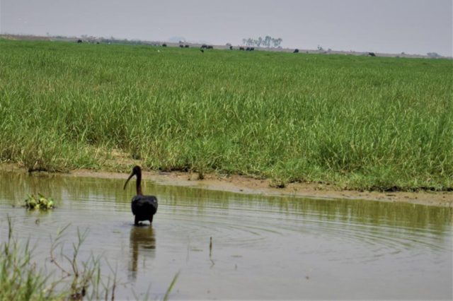 Serene Mangalajodi Bird Sanctuary, Odisha, India | Travel Insights ...