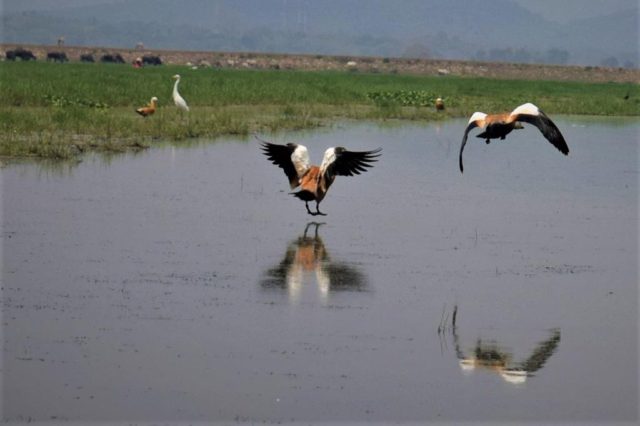 Serene Mangalajodi Bird Sanctuary, Odisha, India | Travel Insights ...