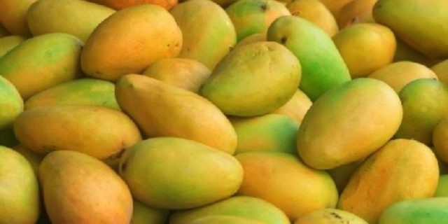 Indian Mangoes - Chasing Indian Mangoes | Travel Insights | Voyager ...