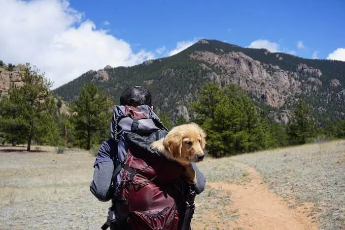 5 Tips For A Luxurious Vacation With Your Pet