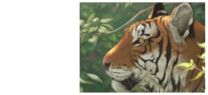 Quiz On Tigers With Answers - 105 Incredible Questions About Tigers