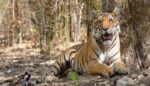 Leopard Safari India - 10 Best Places To See Leopards